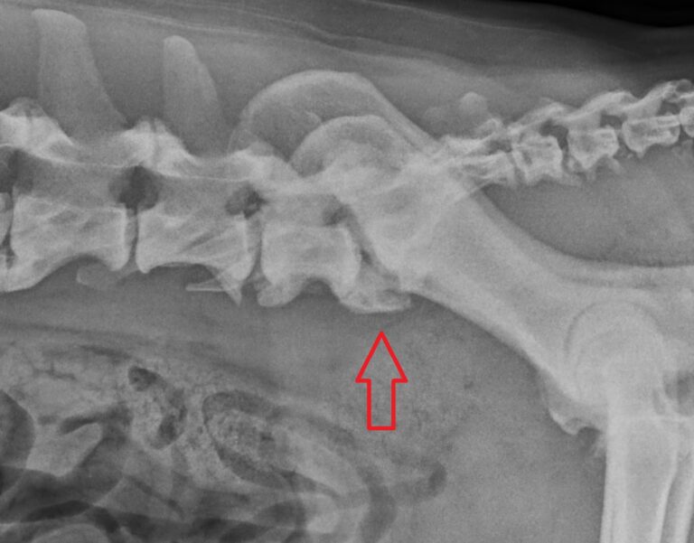 Lumbosacral Disease in Dogs | Back Pain & Nerve Care | MSK Vets