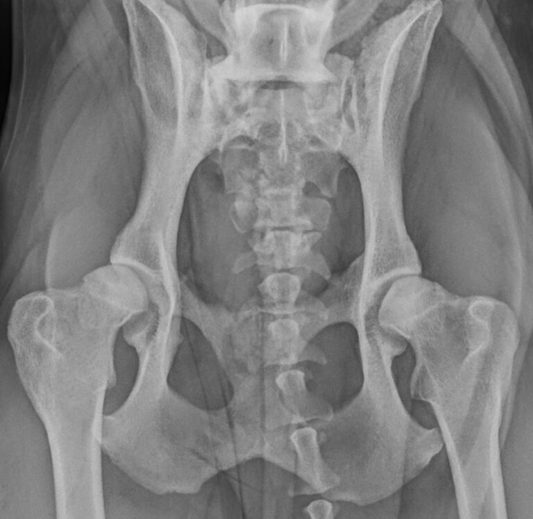 Dog Hip Dysplasia & Arthritis | Joint Pain Management | MSK Vets